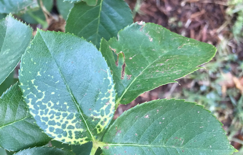Rose Mosaic Virus: How Bad Is It?